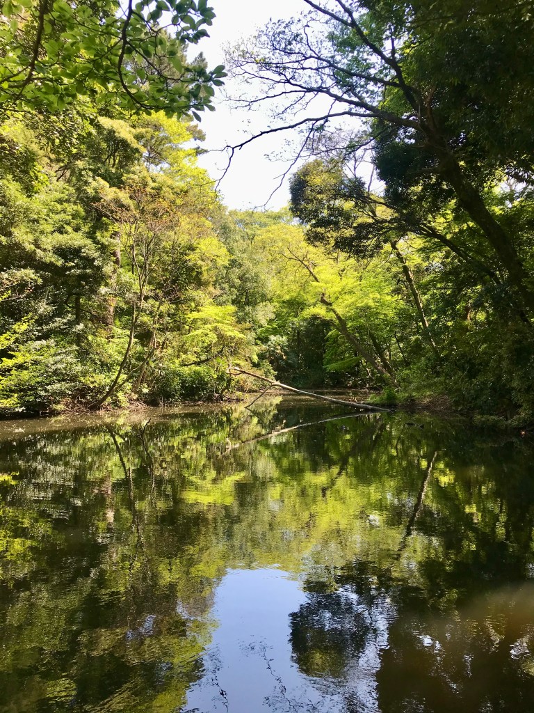 Institute for Nature Study - Nature Reserve, Tokyo Japan - Turquoise Port